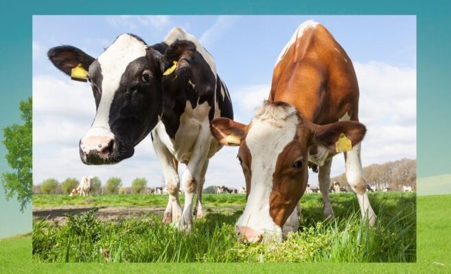 NYT features story of two wandering cows that have divided a rural town ...